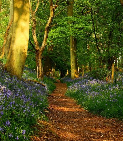 Chiltern Way Challenge - Maximum Adventure